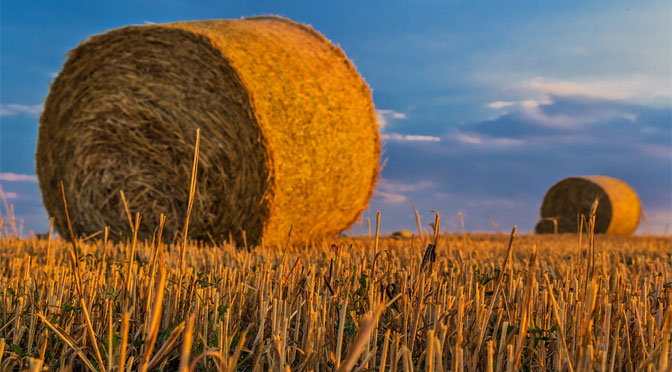 The Salopian Mare: Spirit of the Harvest - Moss Matthey